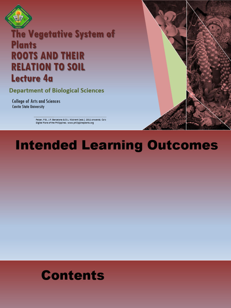 Plant Root Systems and Soil Relations | PDF | Root | Plant Stem