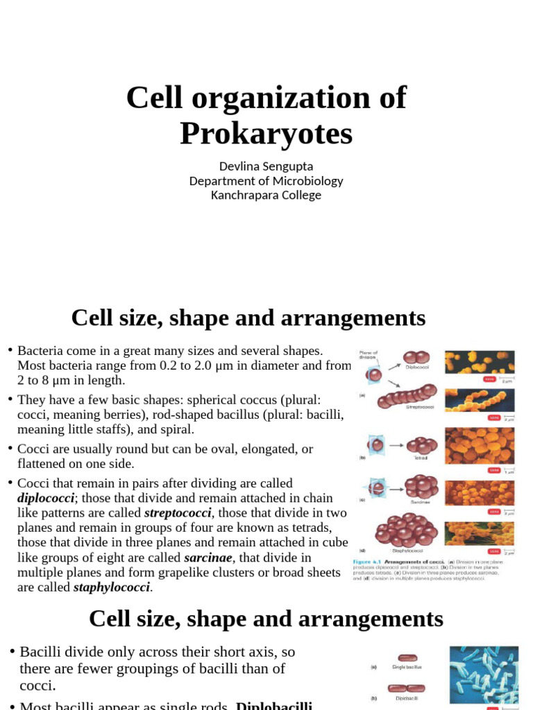 Cell Organization in Prokaryotes & Eukaryotes | PDF | Cell Membrane ...
