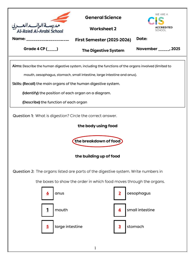 Chapter 2 - Worksheet 2 - Answer Key | PDF | Digestion ...