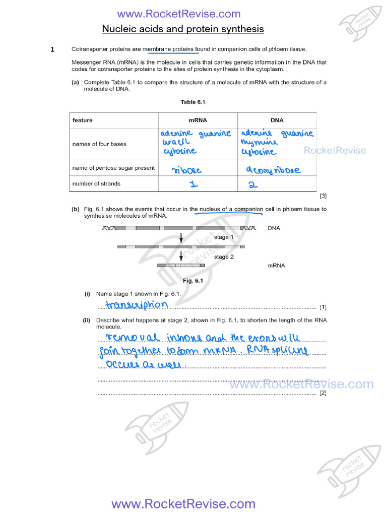 6 Nucleic Acids and Protein Synthesis QP | PDF
