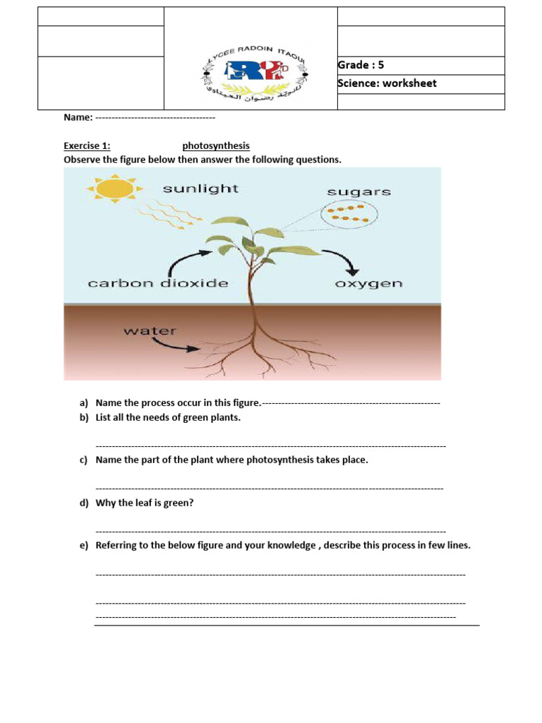 Understanding Photosynthesis Needs | PDF | Plants | Photosynthesis