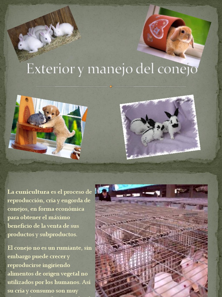 Manejo de Conejos (1) Eeeeeeeeeeeeeeeeee | PDF | Carne | Pelo