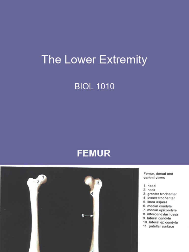 The Lower Extremity | PDF | Human Leg | Foot
