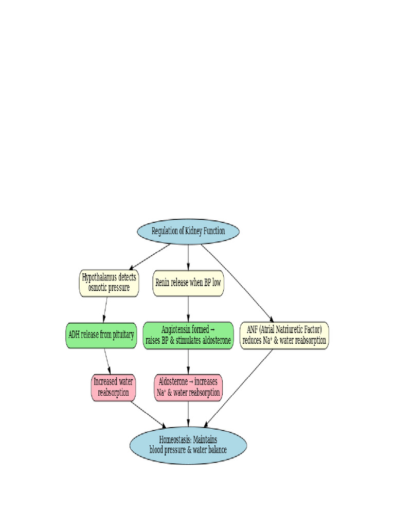 Regulation of Kidney Function | PDF