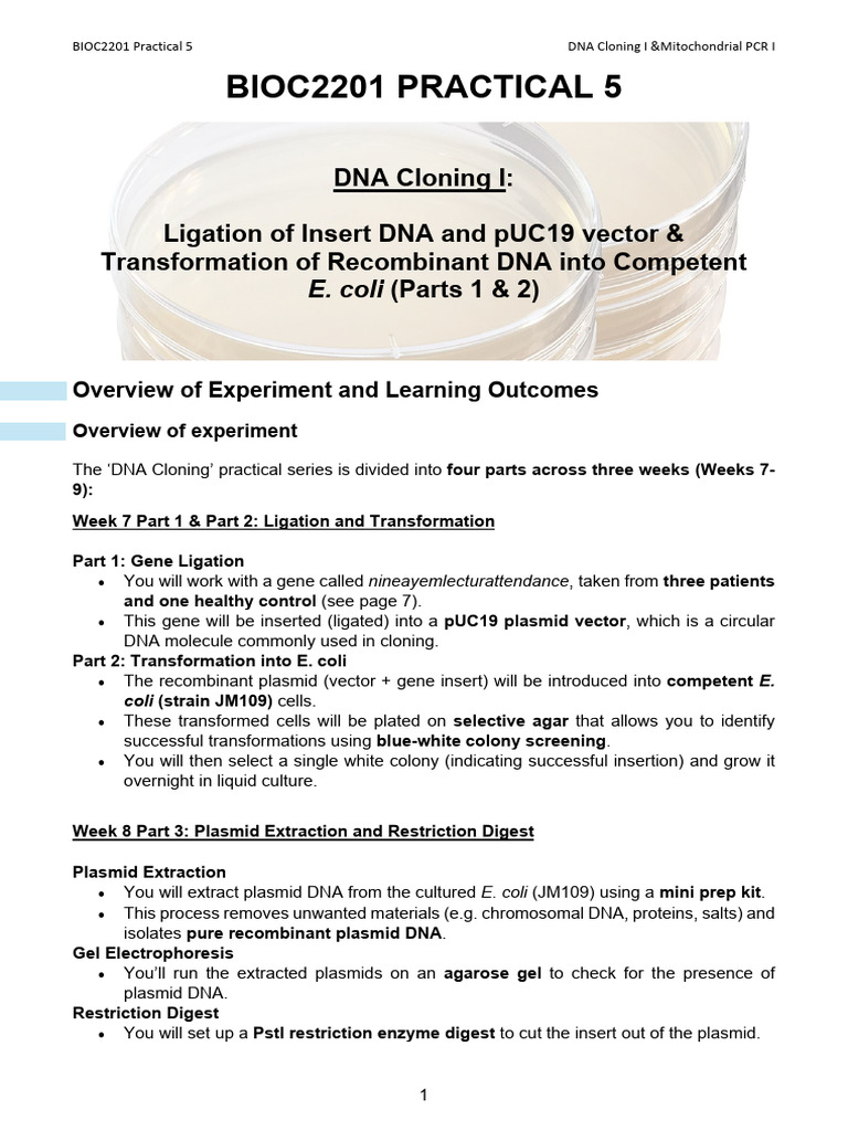 BIOC2201 Practical 5 Week 7 2025 - Student Notes | PDF | Molecular ...