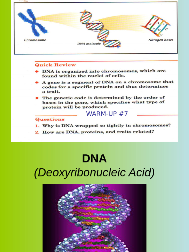 Dna and Rna Powerpoint | PDF | Dna | Translation (Biology)