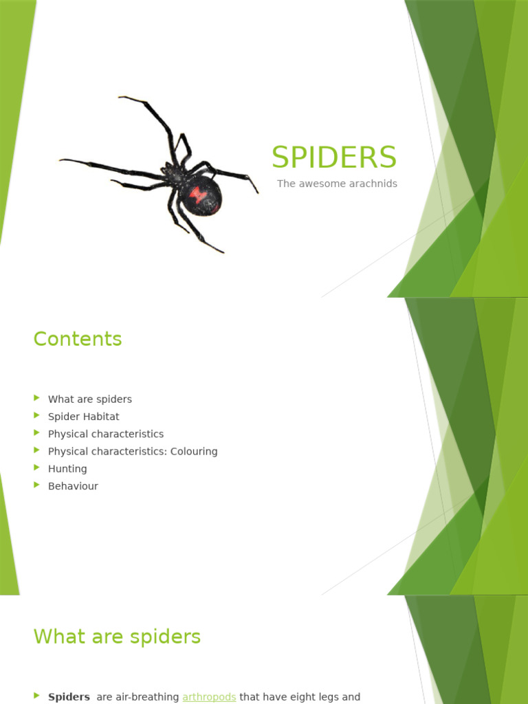 Spiders | PDF | Spider | Spider Web