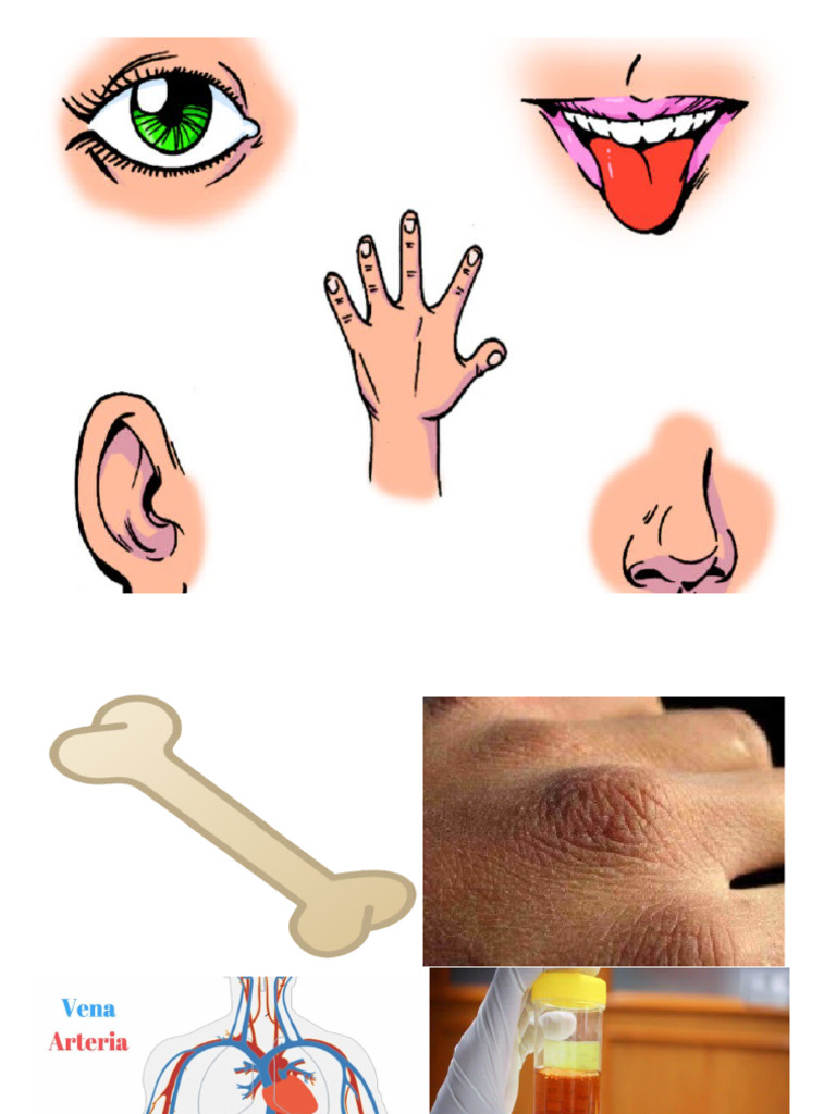 5 Sent Hueso Piel | PDF