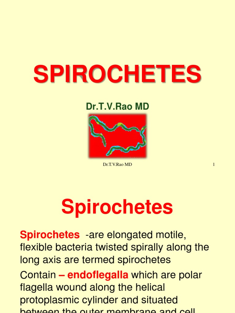 Spirochetes: Dr.T.V.Rao MD | PDF | Infection | Biology