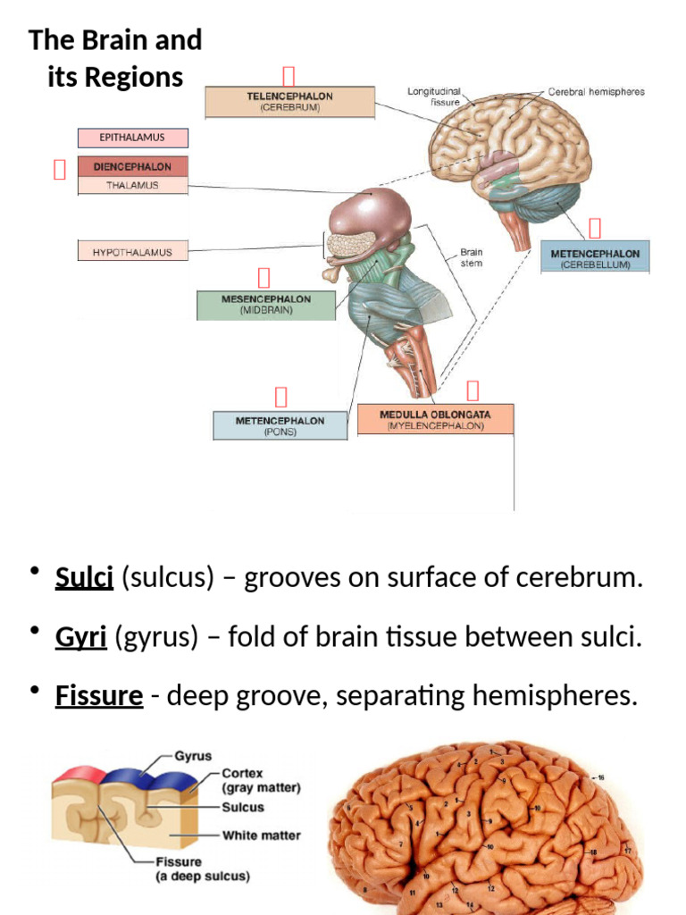 #13 Brain Anatomy | PDF | Cerebral Cortex | Brainstem