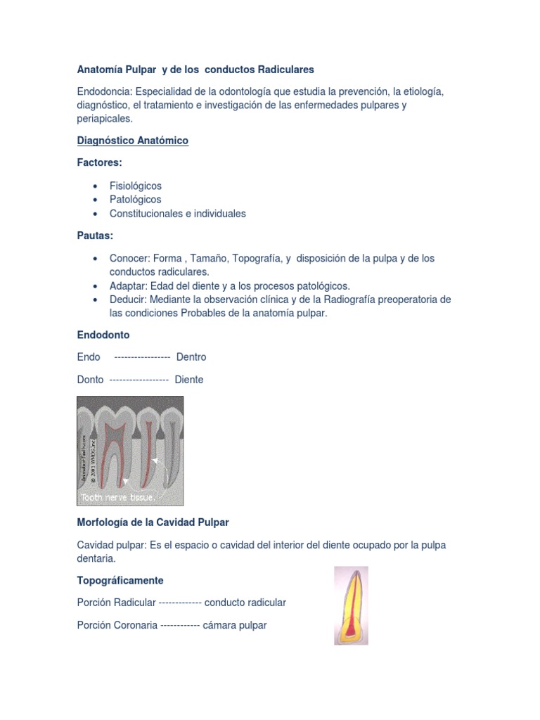 Anatomía Pulpar y de Los Conductos Radiculares | PDF | Diente humano | Boca