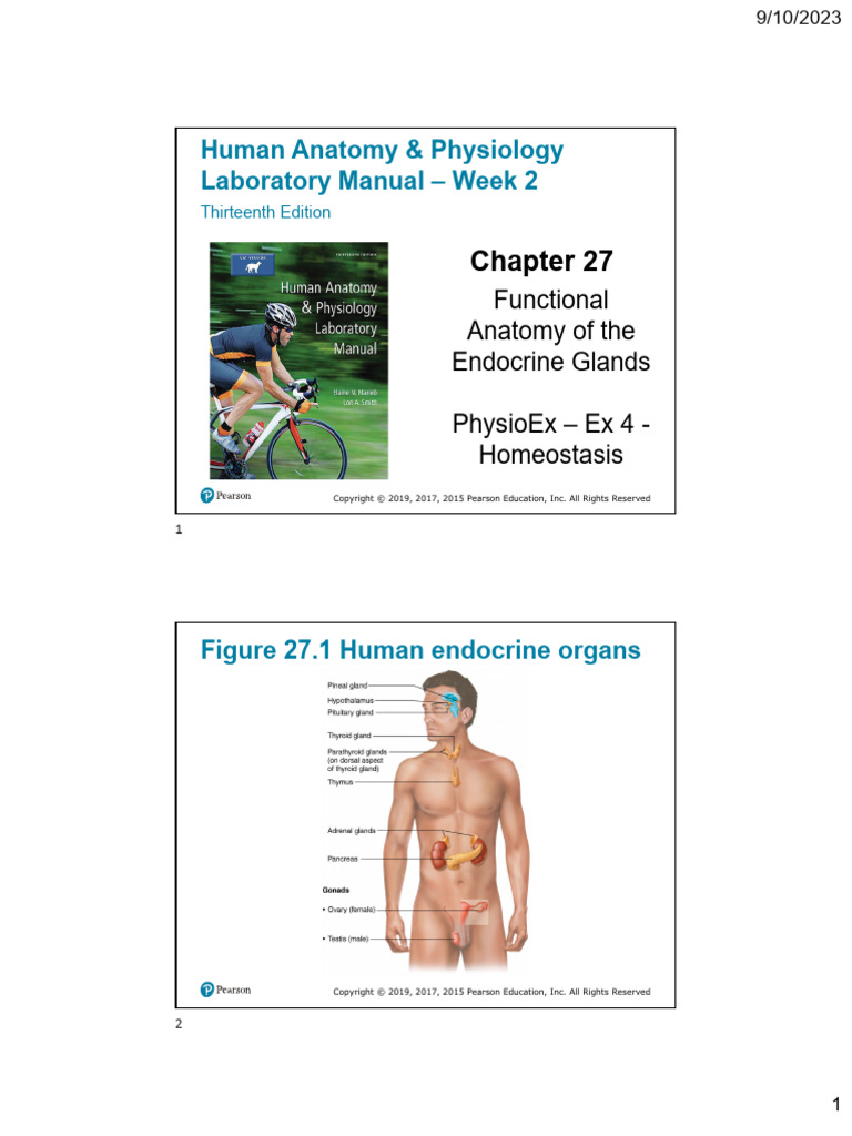 Fsc Bio 171 Lab Ppt Week 2 Endocrine System - 2 Slides Per Page 2 | PDF ...