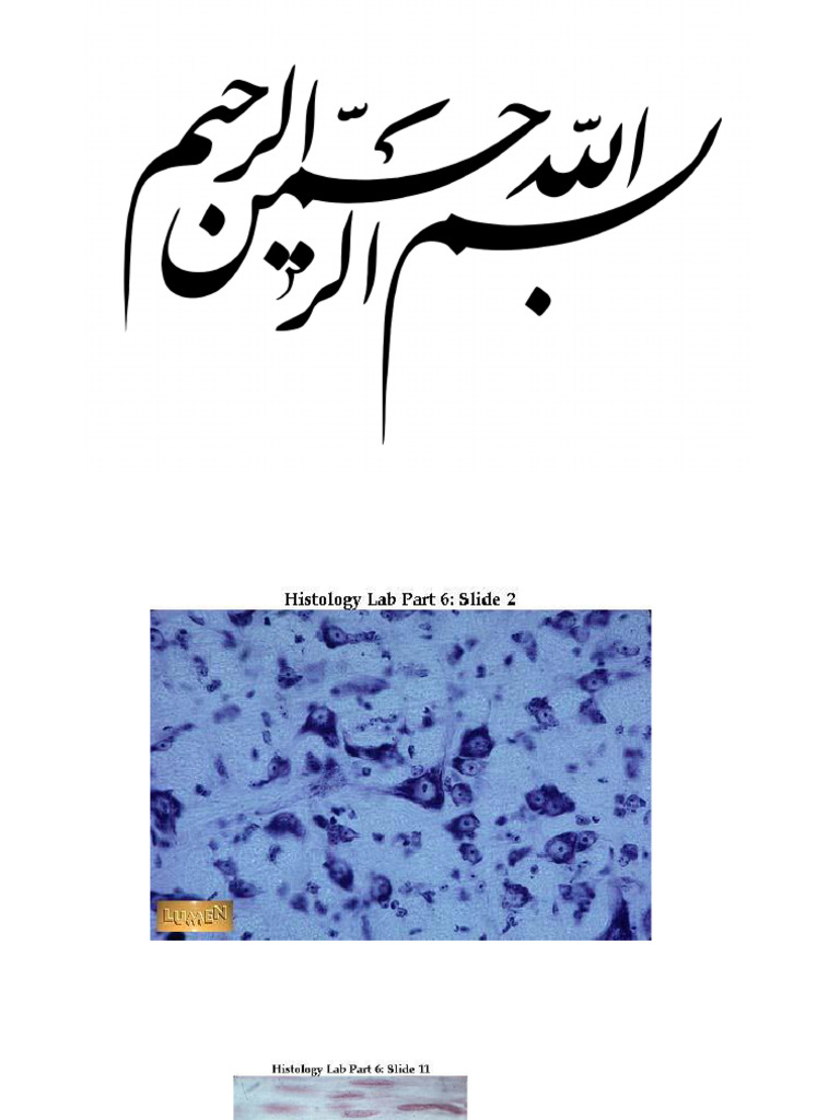 Neuron Structures and Peripheral Nerves | PDF