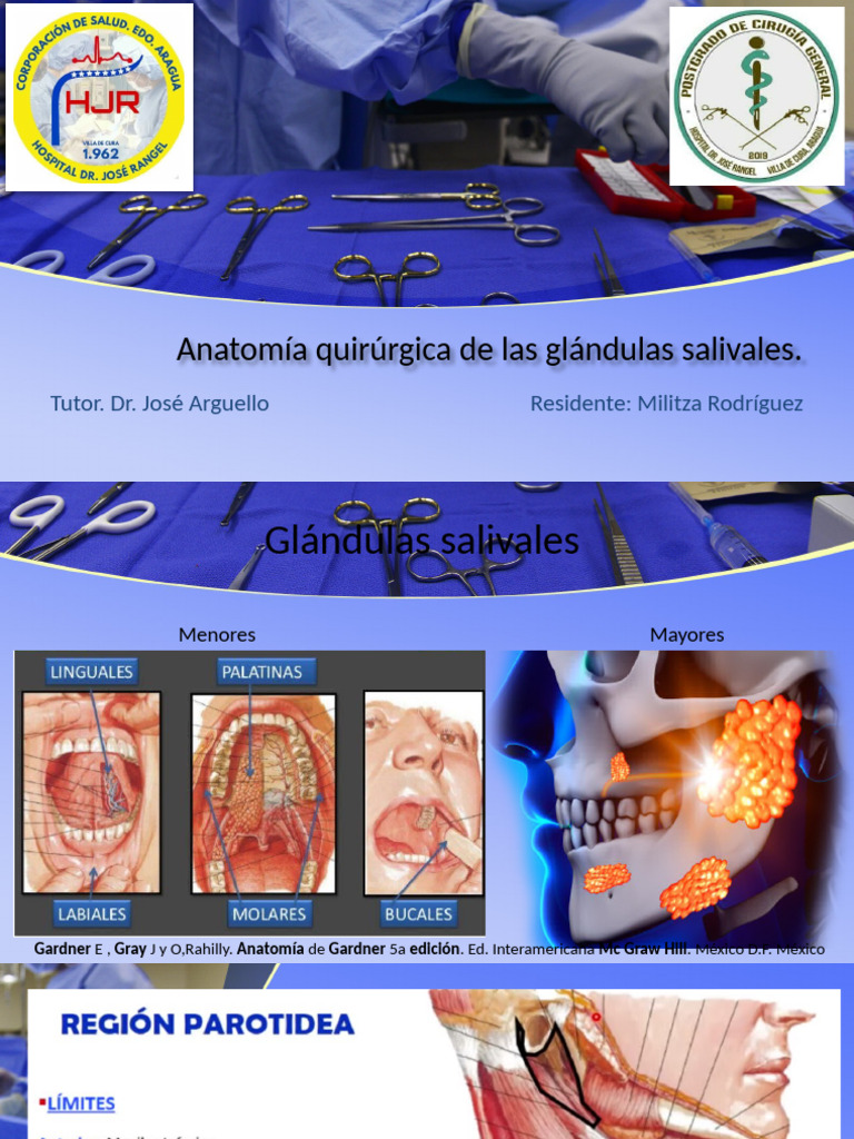 Anatomía de las glándulas salivales | PDF | Morfología (biología ...