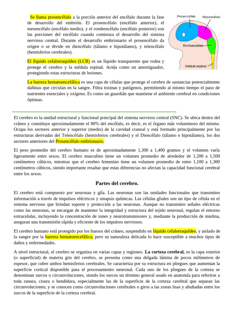 Estructura y Funciones del Cerebro Humano | PDF | Cerebro | Hemisferio ...