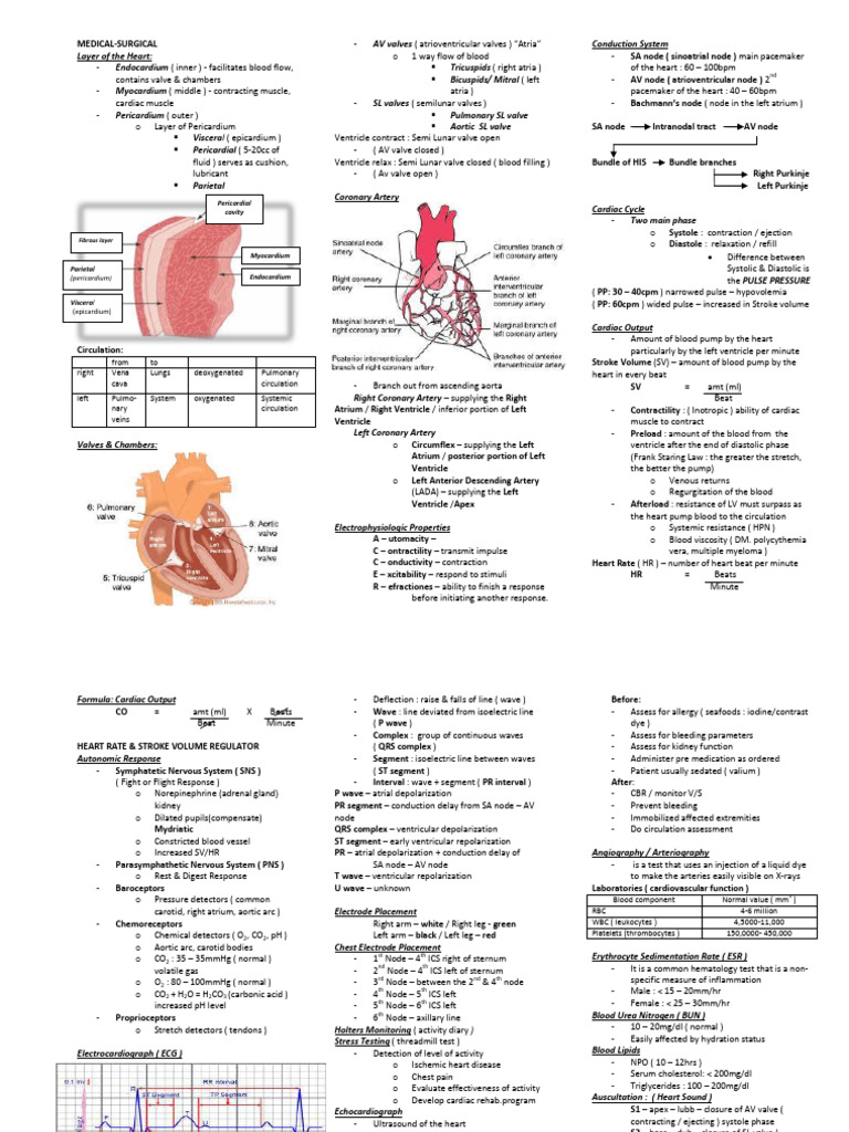 Anatomy and Physiology of the Heart | PDF | Heart Valve | Heart