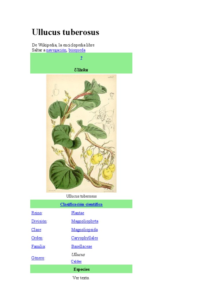 Ullucus Tuberosus | PDF | Agronomía | Cultivos