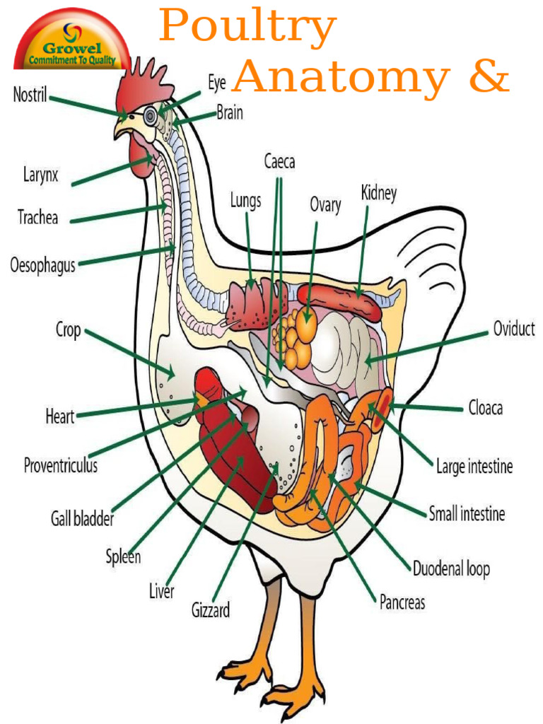 Poultry Anatomy: Digestive System Overview | PDF | Digestion ...
