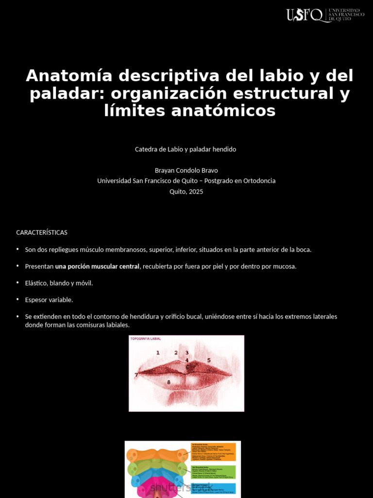 Anatomía Descriptiva Del Labio y Del Paladar | PDF | Nariz humana ...