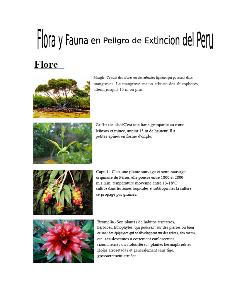 Flore et faune du Pérou : espèces clés | PDF | Pérou | Arbres