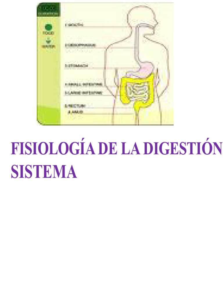 Fisiología Del Sistema Digestivo | PDF | Digestión | Bilis