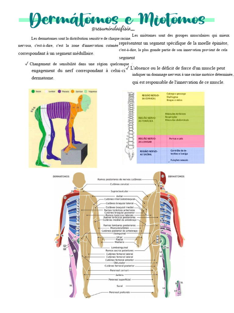 Dermatomes Et Myotomes | PDF | Pied | Anatomie des primates