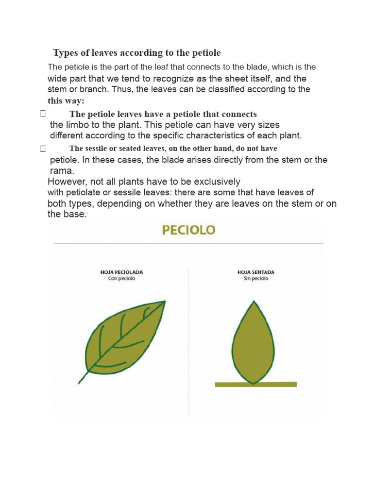 Types of Leaves According To The Petiole | PDF | Leaf | Plants