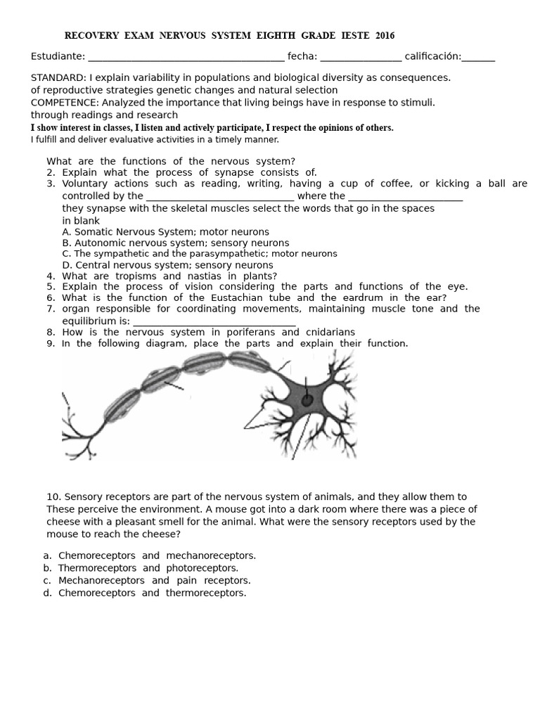 Recovery Exam Nervous System Eighth Grade Ieste 2016 | PDF