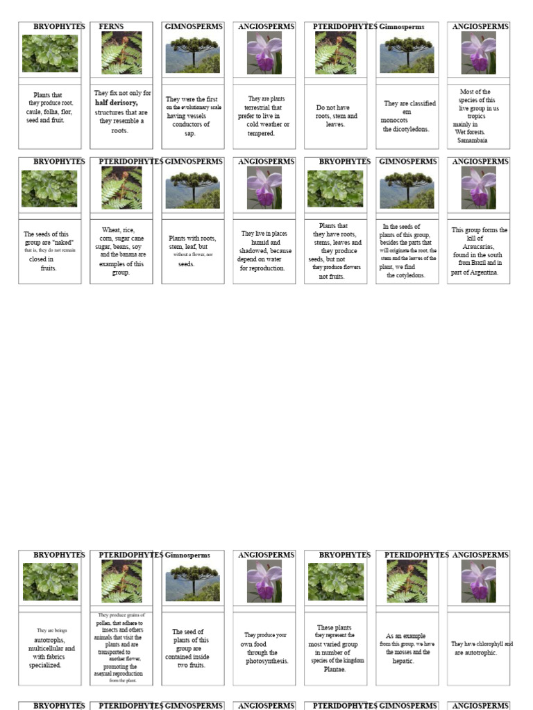 Domino of The Plants | PDF | Plants | Leaf