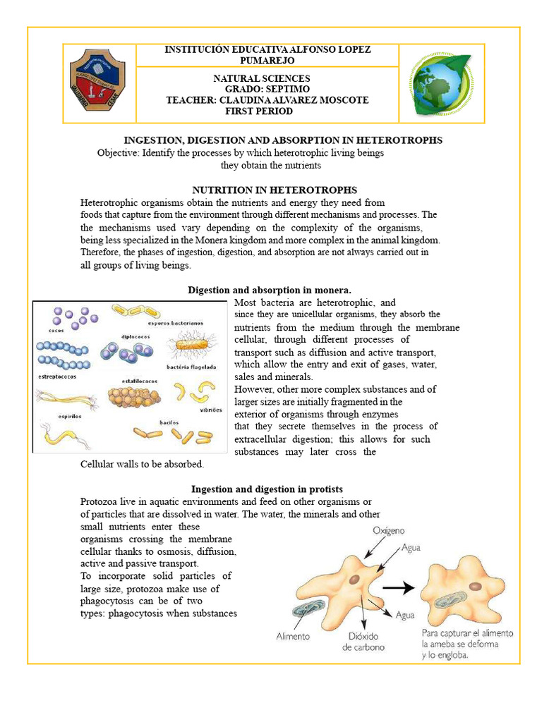 Digestion and Absorption in Monerans and Protists. | PDF | Digestion ...