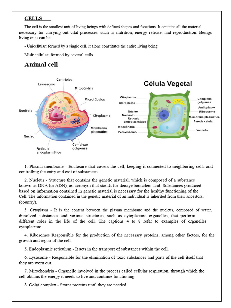 Levels of Organization of The Human Body | PDF | Cell (Biology) | Organelle
