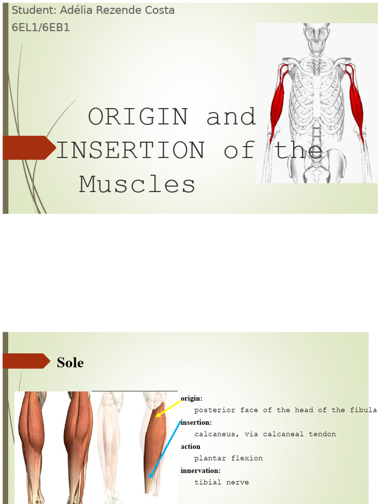Origin and Insertion of The Muscles | PDF | Human Leg | Abdomen