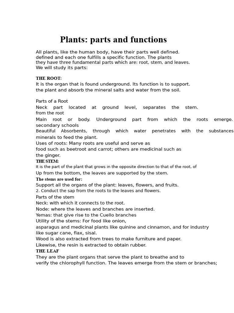 Parts of The Plant Word | PDF | Leaf | Flowers