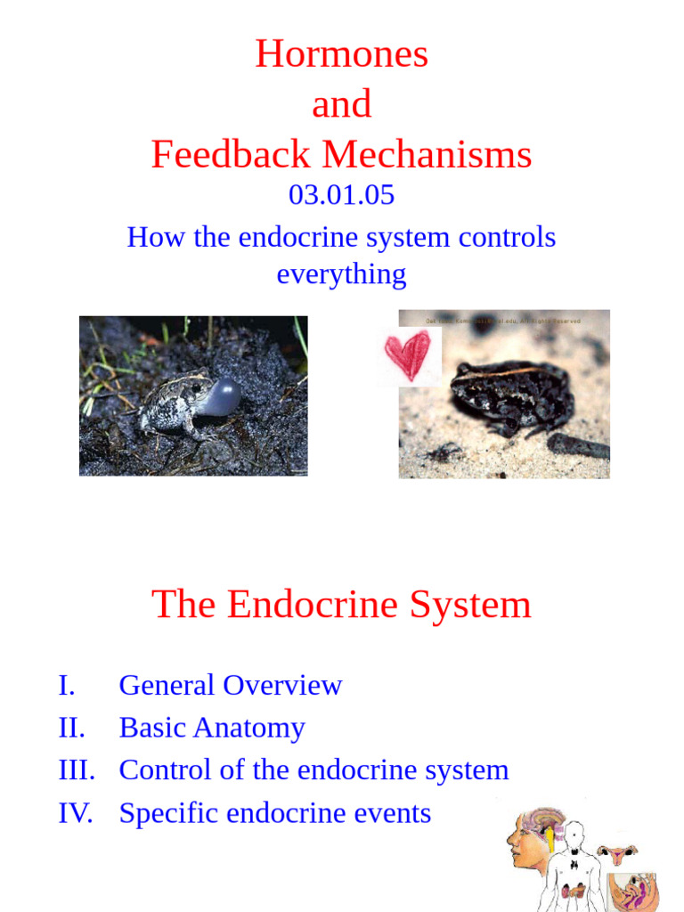 Endocrine System and Hormonal Feedback | PDF | Pituitary Gland ...
