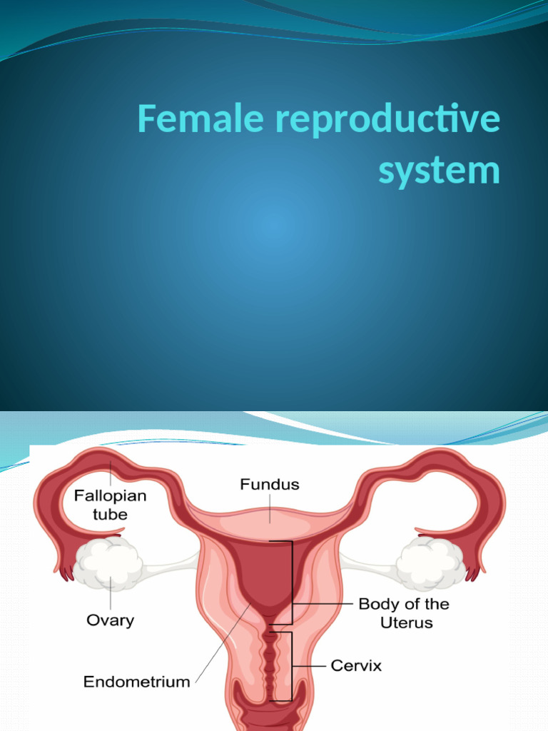 Female Reproductive System | PDF