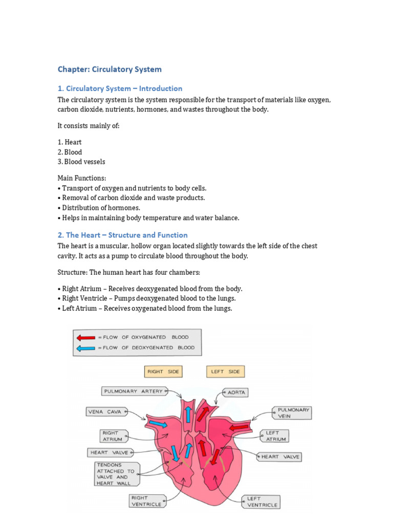 Overview of the Circulatory System | PDF | Circulatory System | Heart