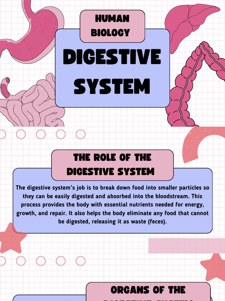 Human Digestive and Excretory Systems | PDF | Human Digestive System ...
