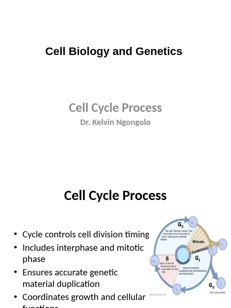 Lecture 3. Cell Cycle Respiration Slides | PDF | Meiosis | Mitosis