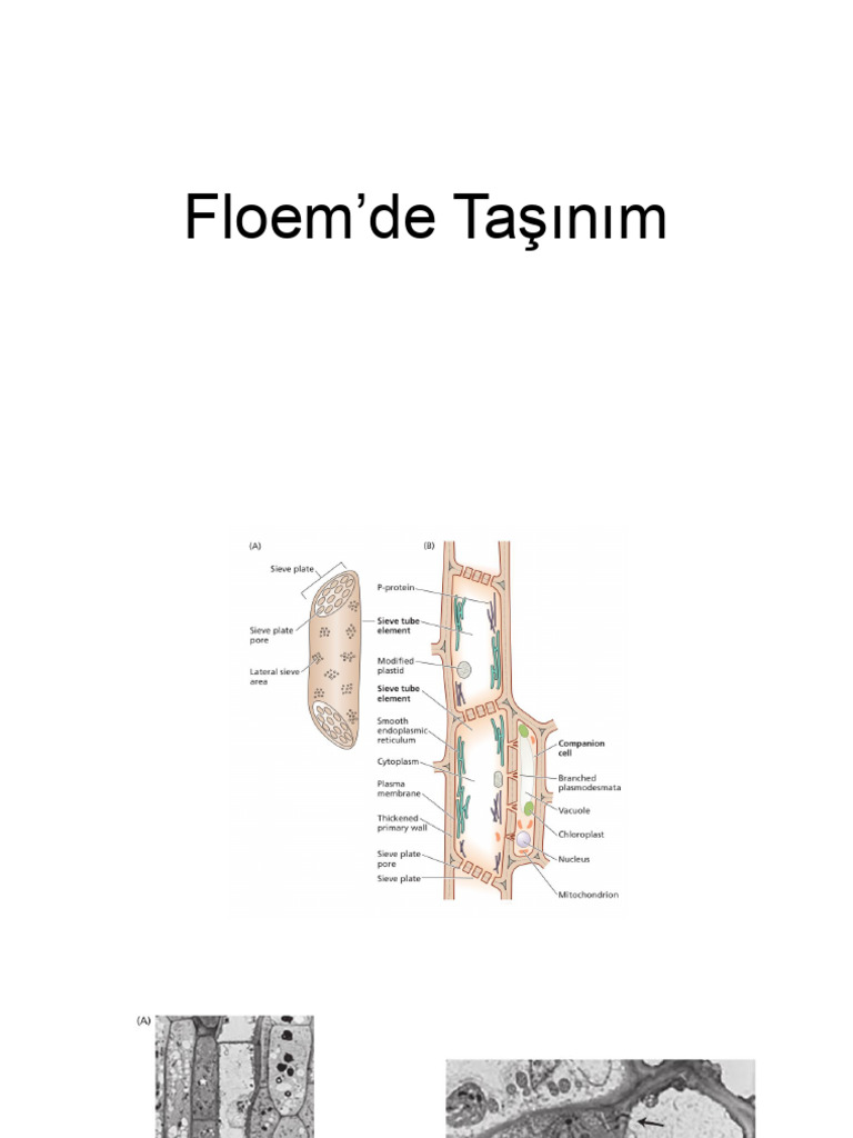 Floem'de Taşınım | PDF