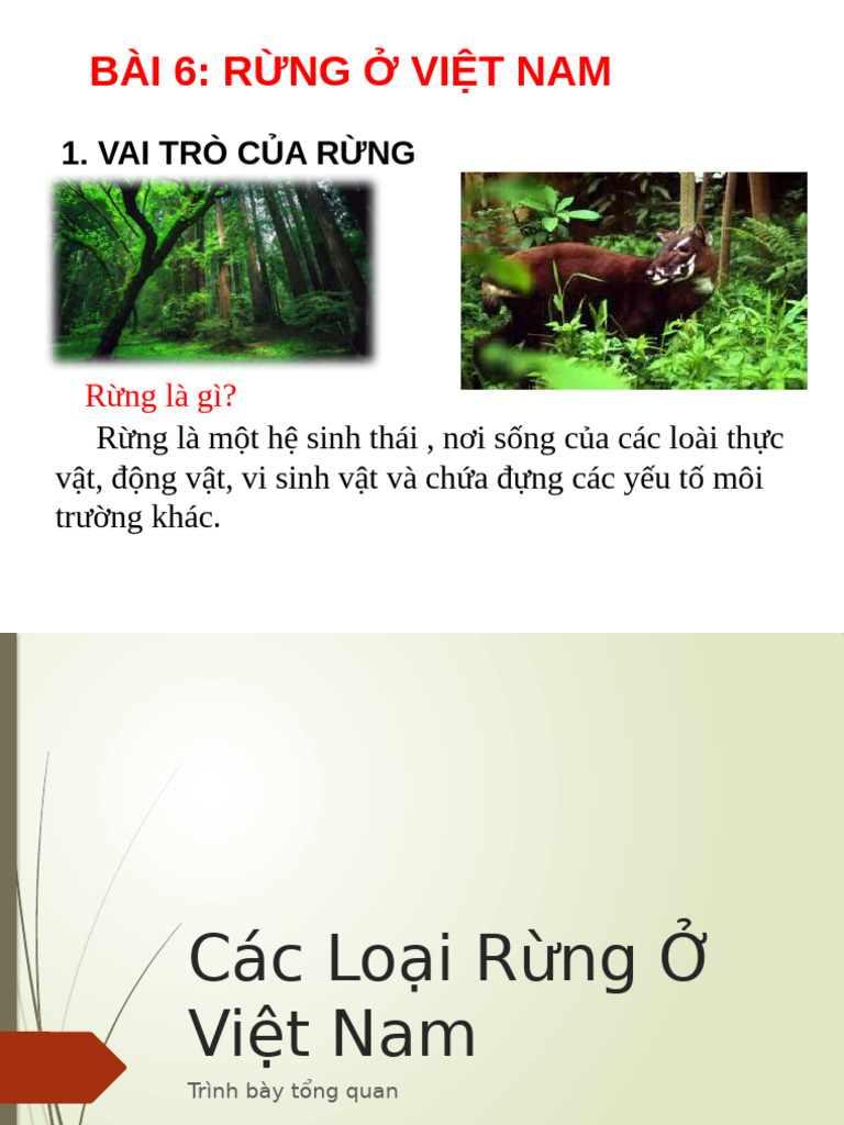 Cac Loai Rung Viet Nam | PDF
