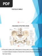 Male vs Female Pelvis Differences | PDF | Pelvis | Skeletal System