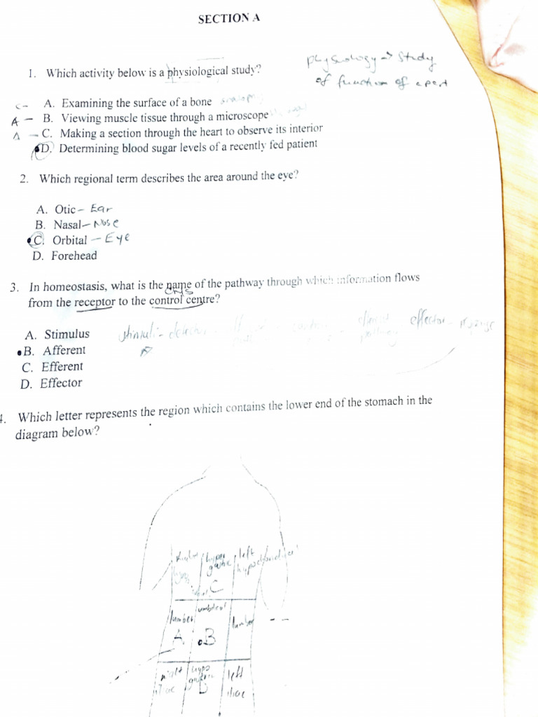 Anatomy Test 1 2016 | PDF | Muscle Contraction | Skeletal Muscle