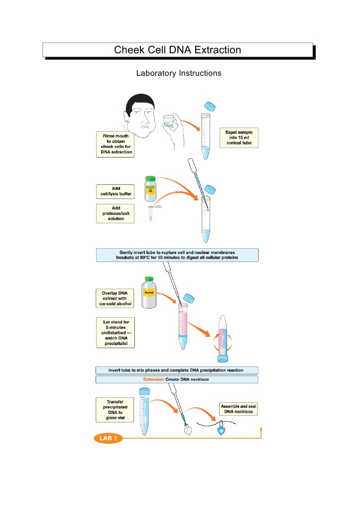 Cheek Cell DNA Extraction Guide | PDF