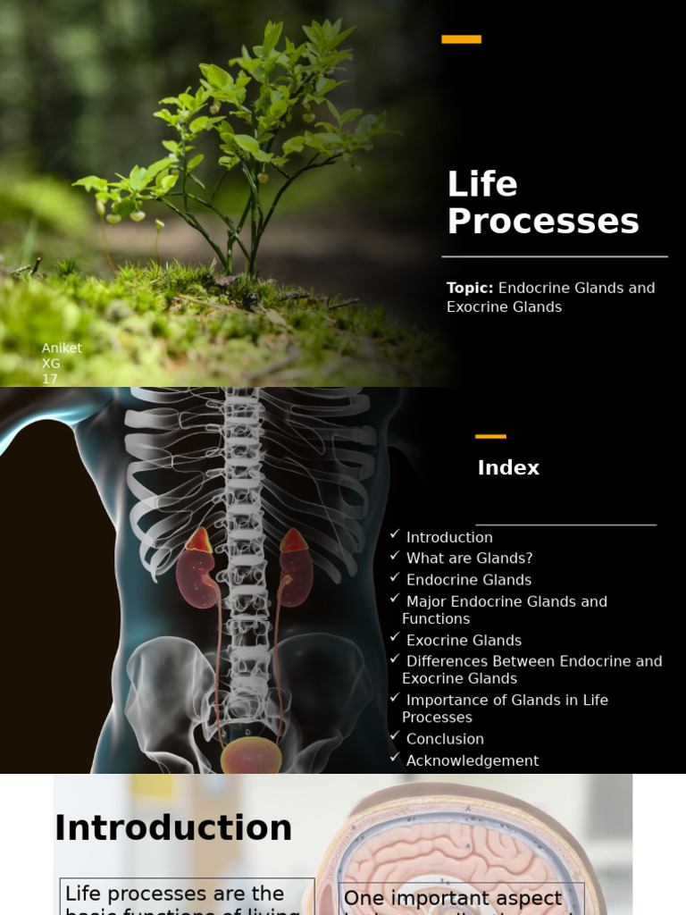 Life Processes Holiday Homework | PDF | Glands | Pancreas