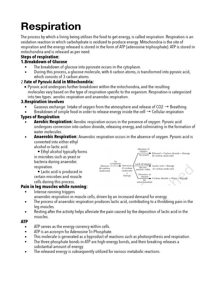 Respiration | PDF | Cellular Respiration | Respiratory System