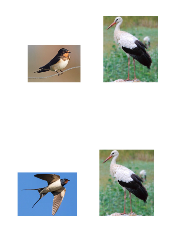 Lectie Captare Atentie | PDF