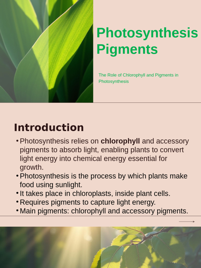 Role of Pigments in Photosynthesis | PDF | Photosynthesis | Chlorophyll