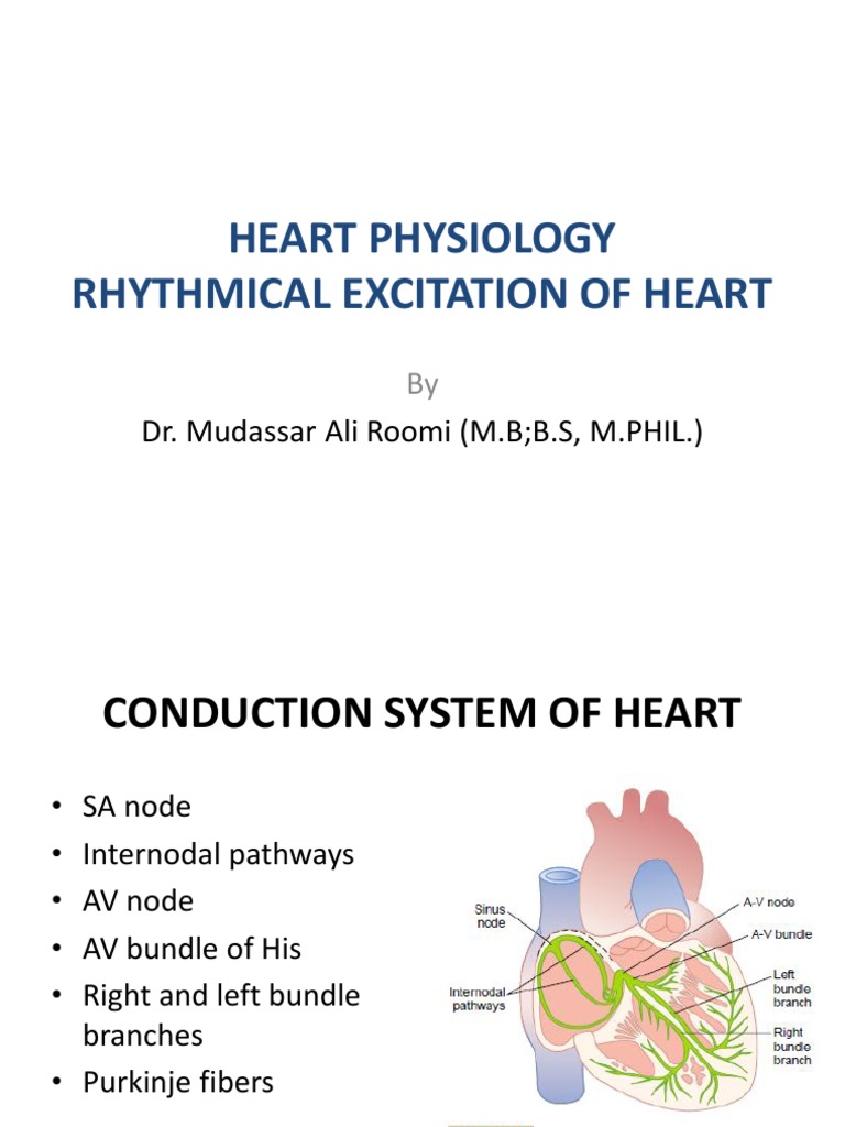 Heart Conduction and Excitation Mechanisms | PDF | Heart | Atrium (Heart)