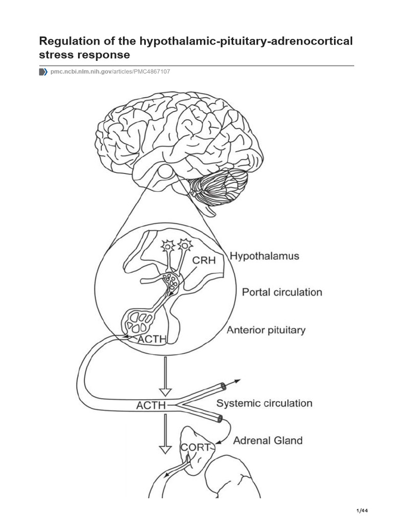 PMC - Ncbi.nlm - nih.Gov-Regulation of The Hypothalamic-pituitary ...