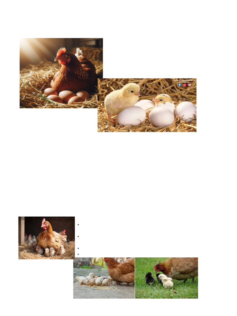 Cómo Nacen Los Pollitos | PDF